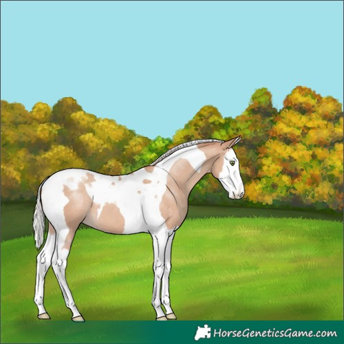 R HY Gilded Gamble | HorseGeneticsGame.com
