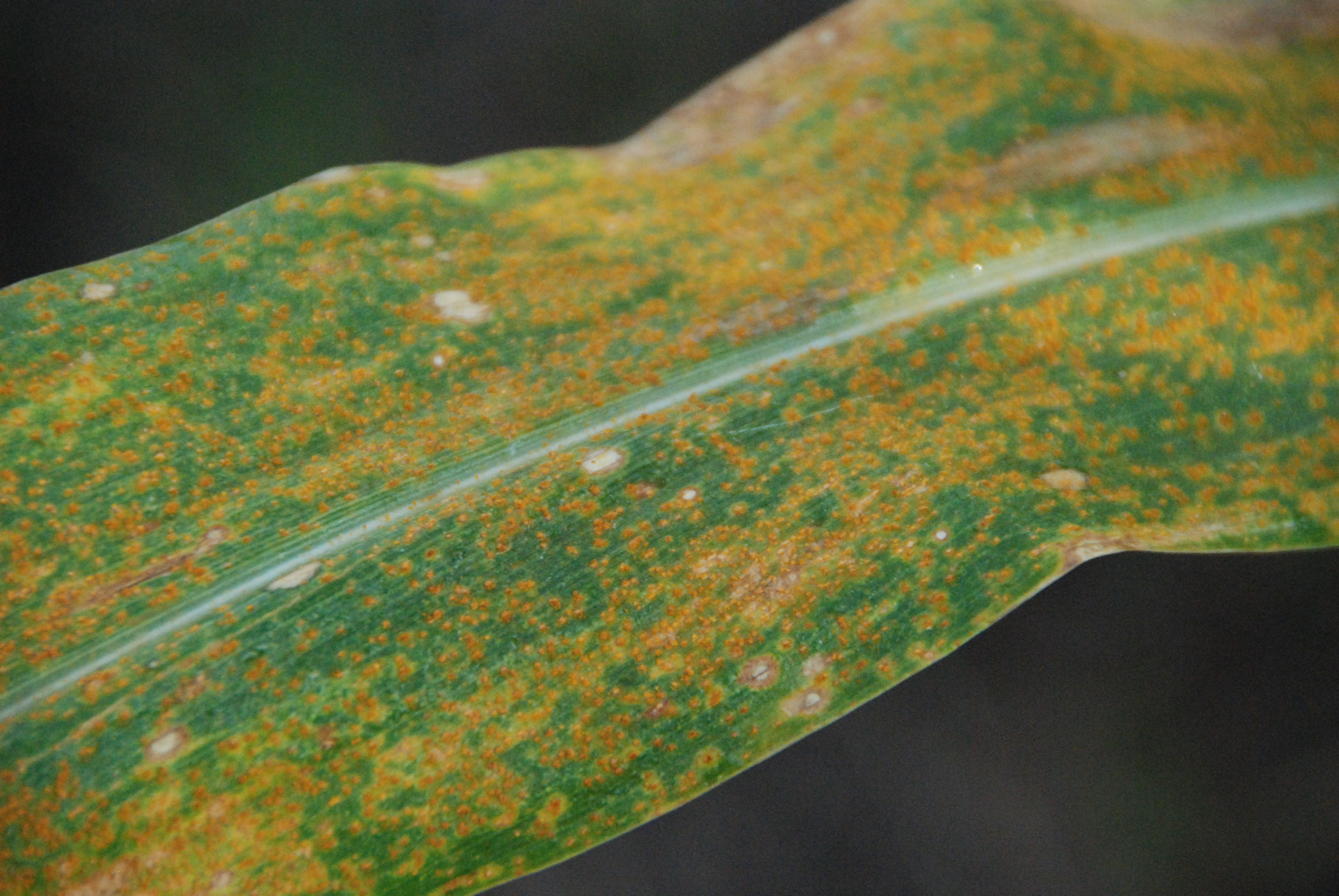 Southern corn rust working farther north | KMZU The Farm 100.7 FM