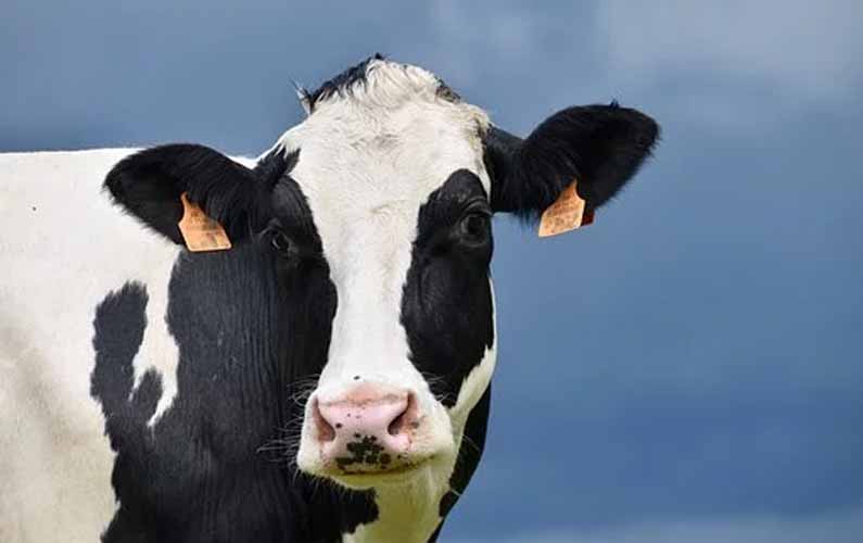Holsteins are agriculture icons with great genetics for global trade ...
