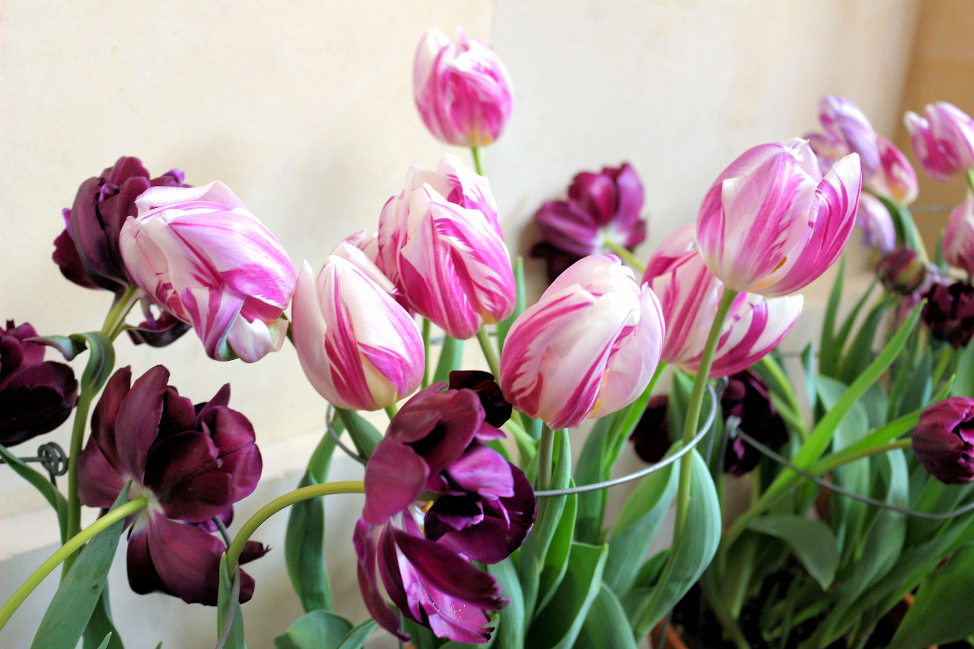 26th Annual Dutch Connection Floral Show at the George Eastman Museum ...