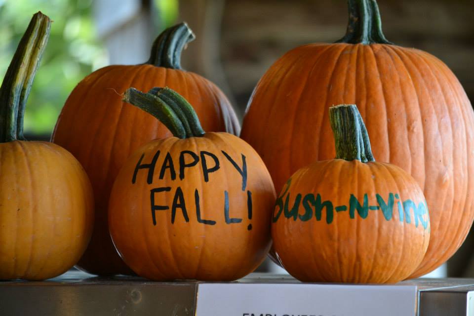 Fall Farm Fun at Bush-N-Vine | Kids Out and About Charlotte
