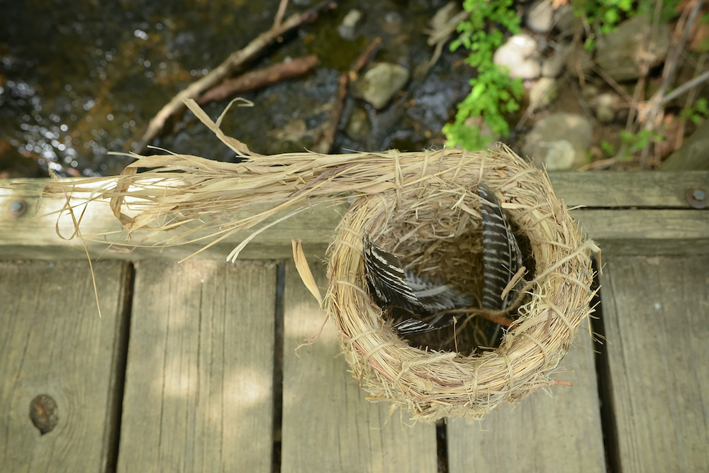 Two Coyotes Wilderness School Wild Animal Art (5 – 8) | What’s ...