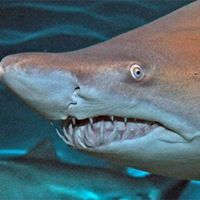 VIRTUAL EVENT: The Maritime Aquarium at Norwalk- Shark Safari -June 12 ...