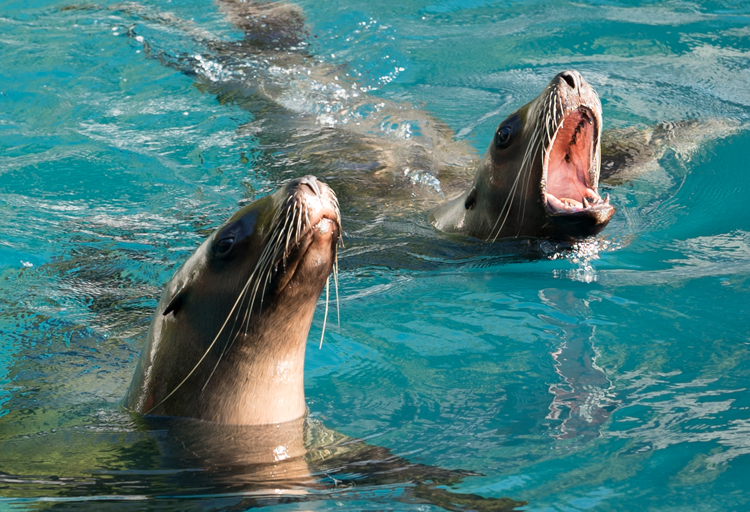 Vancouver Aquarium extended summer hours and Picnic in the Park. | What ...
