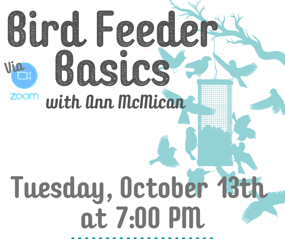 Bird Feeder Basics | Kids Out and About Queens