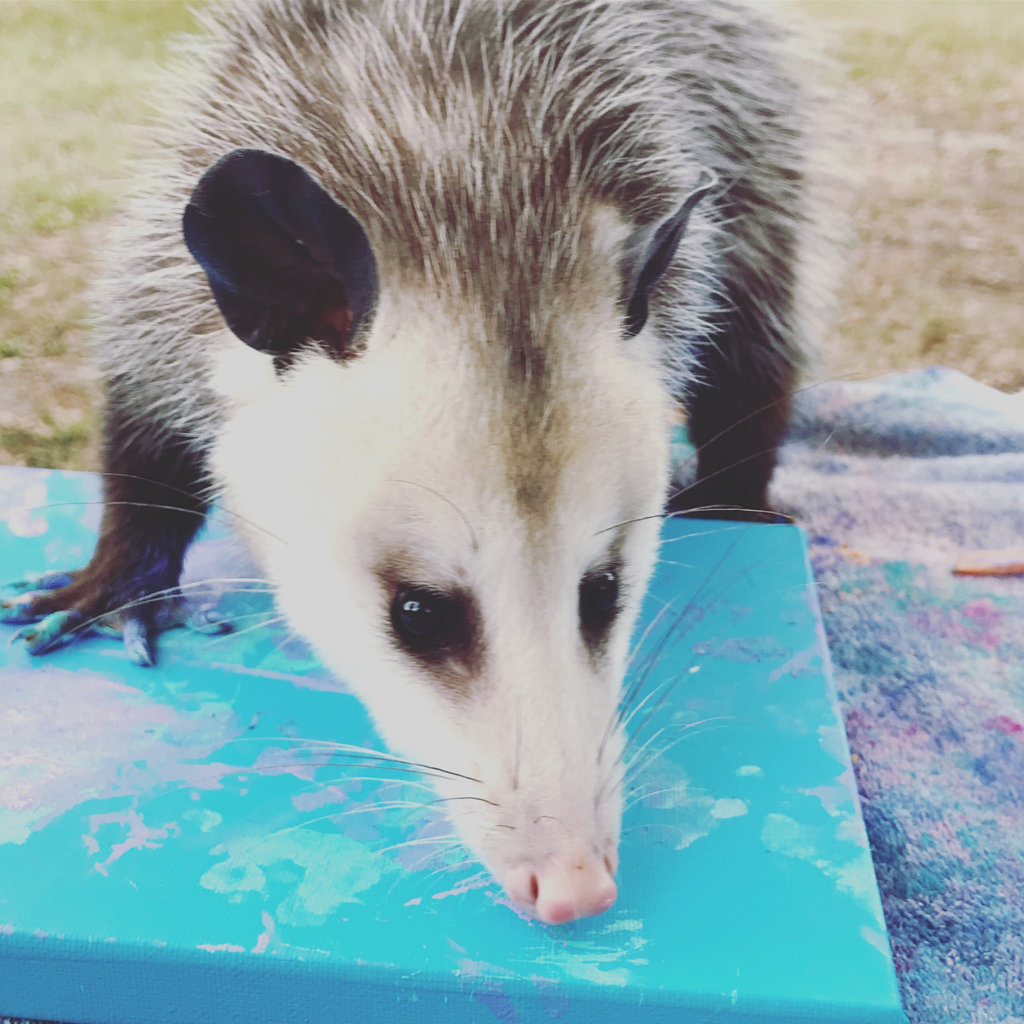 Free virtual Animal Class-Awesome Opossum's | Kids Out and About Los ...