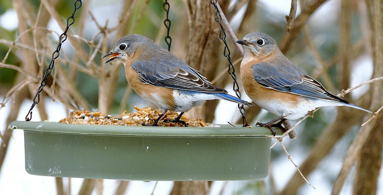 Bird Feeding Basics & Project FeederWatch 101 (Online Event) | Kids Out ...