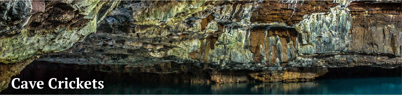 Cave Crickets - October 15, 2020 | Kids Out and About