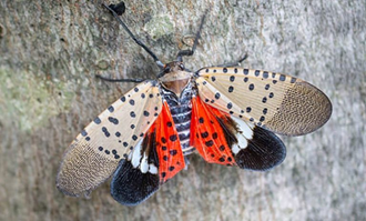 Spotted Lanternfly Virtual Training Session | Kids Out and About DMV
