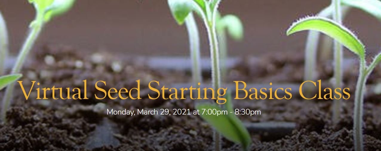 Virtual Seed Starting Basics Class | Kids Out and About Queens