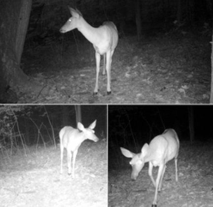 Trail Camera Tips and Tricks Workshop (Virtual Option Available) | What ...