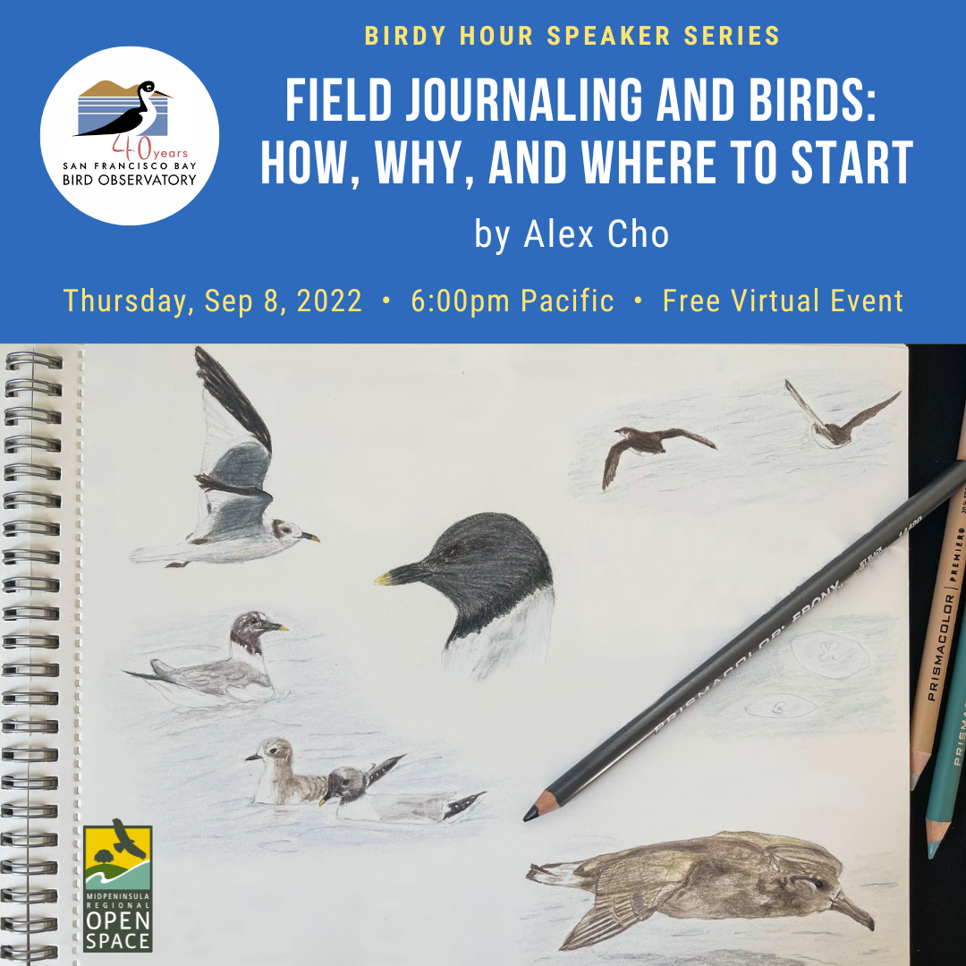 Field Journaling and Birds: How, Why, and Where to Start | Kids Out and ...