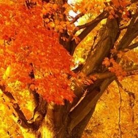 Fall Break Camps in the Phoenix Area | Kids Out and About Phoenix