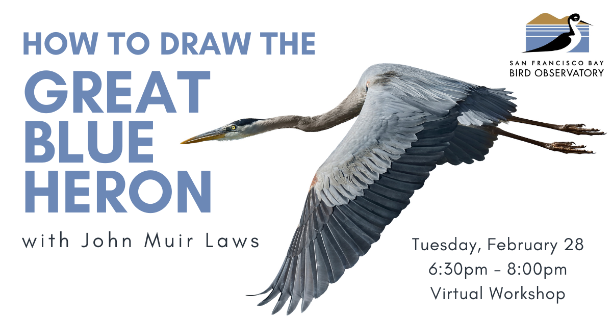 How to Draw the Great Blue Heron | Kids Out and About Rochester