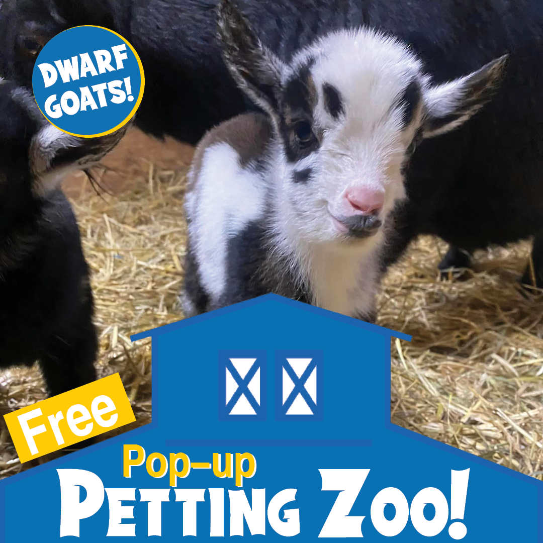 POP-UP PETTING ZOO! | Kids Out and About Rochester