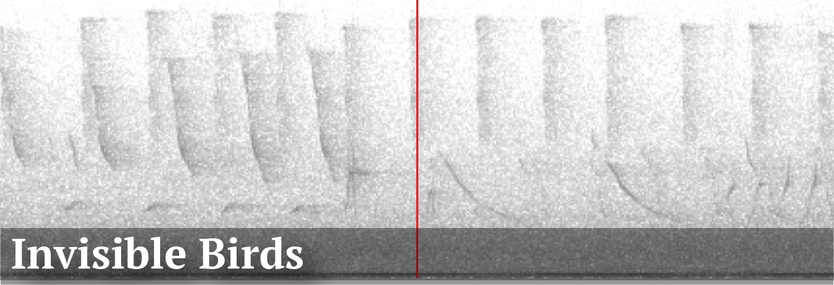 Invisible Birds - June 22, 2023 | Kids Out and About St. Louis