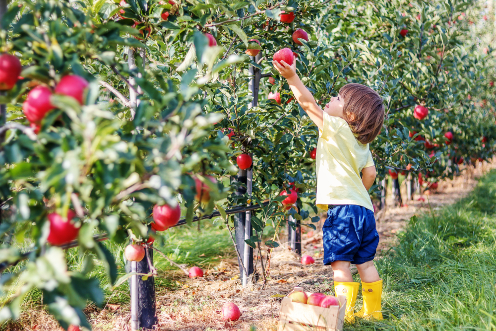 Apple Picking in Greater Rochester, NY and the Finger Lakes | Kids Out ...
