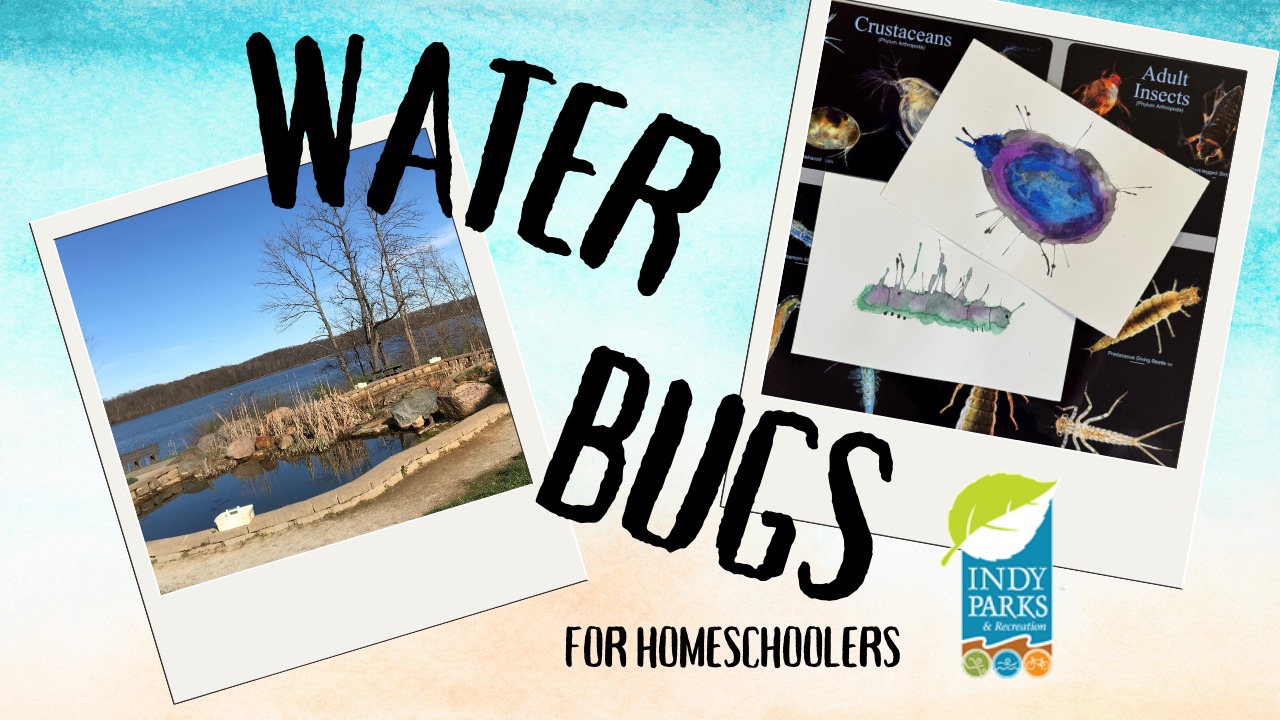 Water Bugs for Homeschoolers - At Earth Discovery Center-Eagle Creek ...