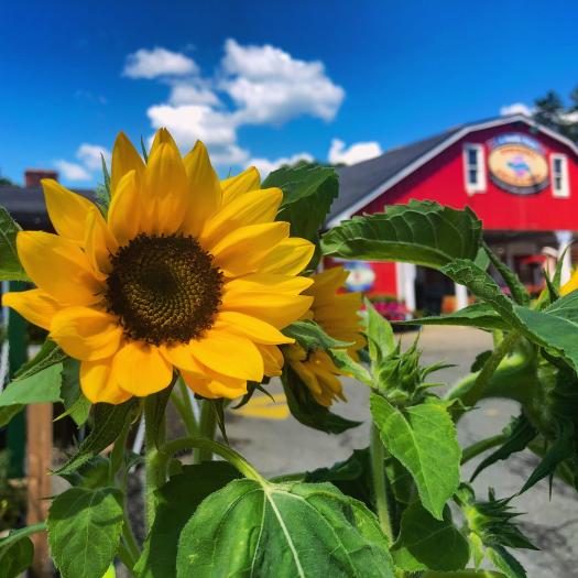 Soergel Orchards | Kids Out and About Pittsburgh