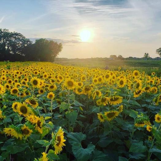 Thompson Strawberry Farm | Kids Out and About Milwaukee