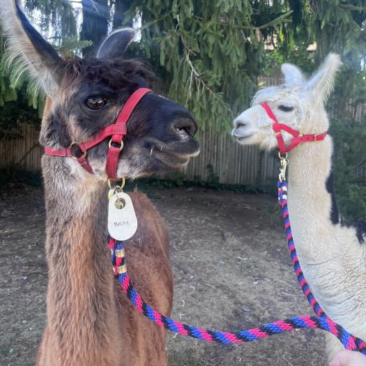 Suffolk County Farm and Education Center - New York | Kids Out and ...