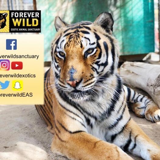 Forever Wild Exotic Animal Sanctuary | Kids Out and About Inland Empire