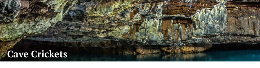 Cave Crickets - October 15, 2020 | Kids Out and About