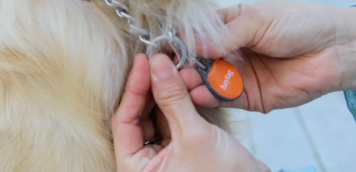 HayTag: The World's Smartest Pet Tag | Indiegogo