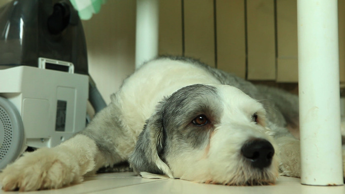 Video: Many in China Defy Dog-Ownership Laws - Orvis News