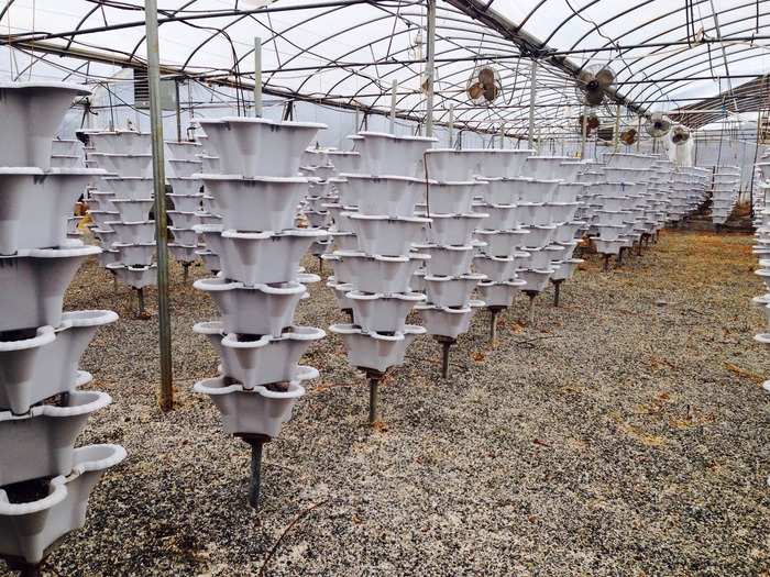 Blue Ridge Aromatics: Essential Oil Distillery | Indiegogo