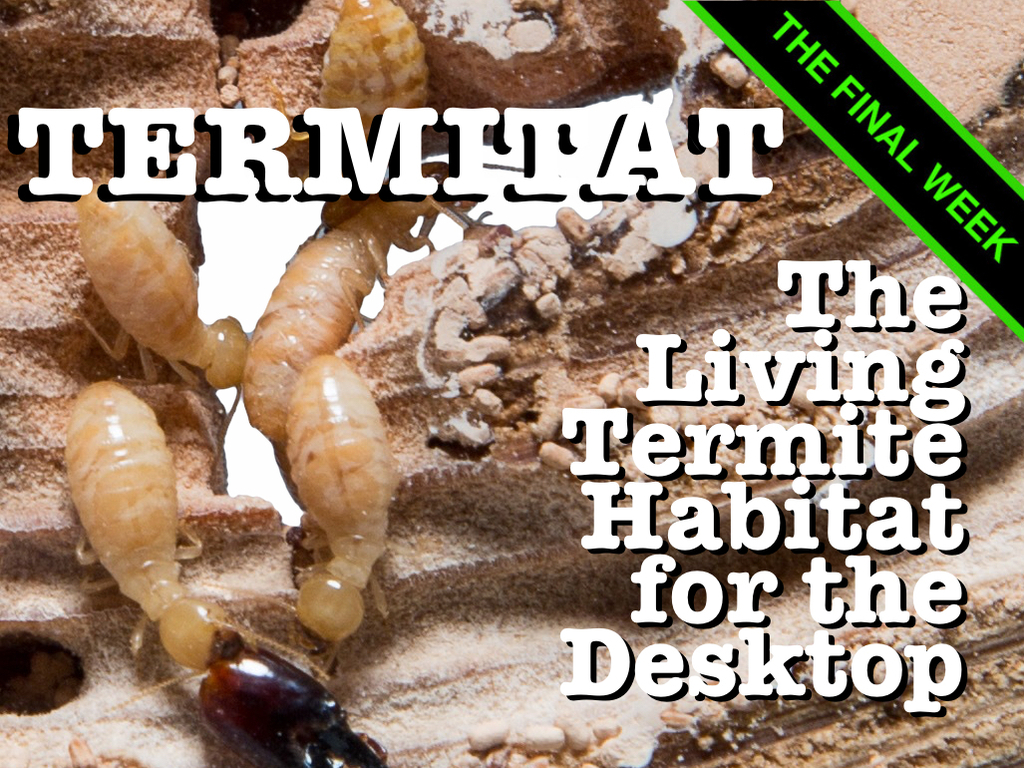 Termitat: The Live Termite Exhibit for Your Desktop by Chris Poehlmann ...