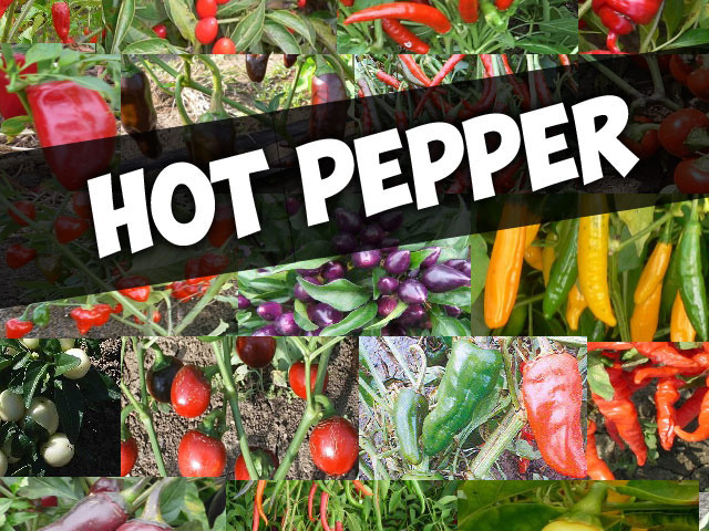 Hot pepper farm flat in London by Luca Guglielmi — Kickstarter