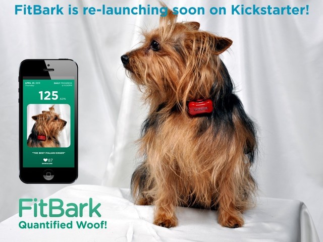 FitBark – tragbare Technologie für ihren Hund | Ein Hundetagebuch