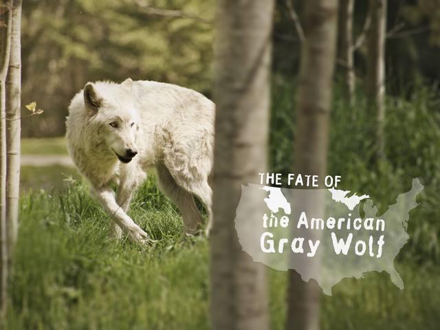 The Fate Of The American Gray Wolf - Documentary Short by Collin Monda ...