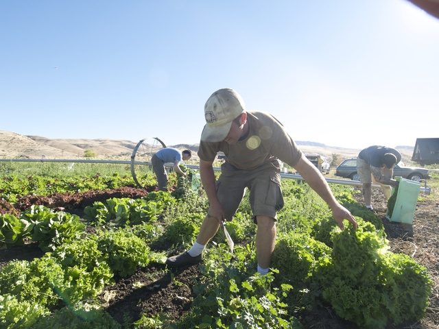 Peaceful Belly Farm Educational Center and Barn Raising by Josie ...