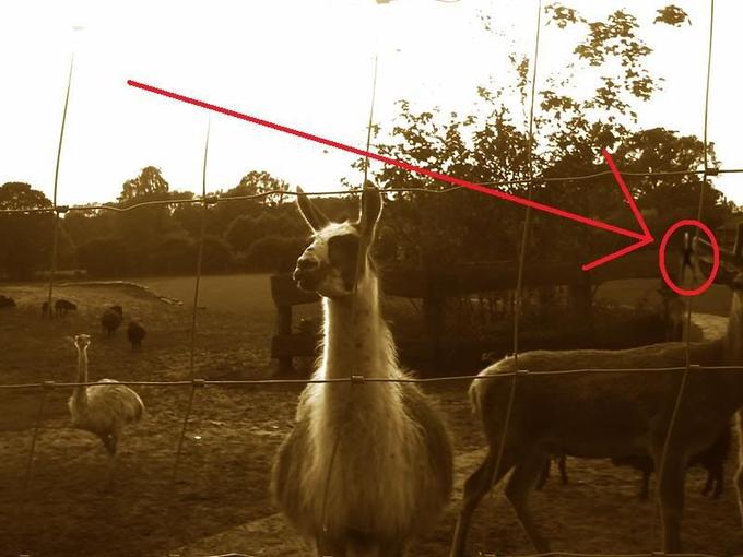 Slender Man’s after llamas…. >.> | slenderman235