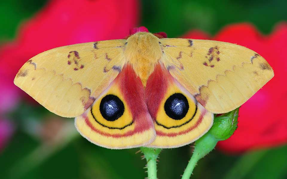 Io Moth