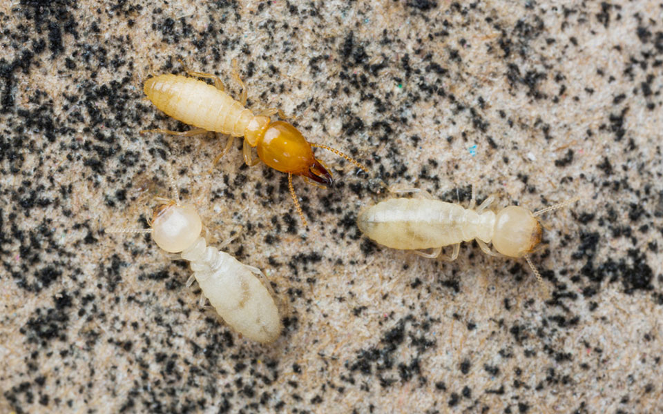 African Mound Building Termites