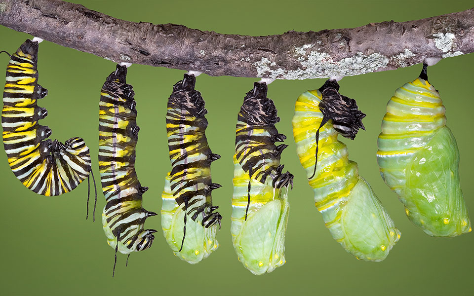 DIY: Raising Monarch Butterflies