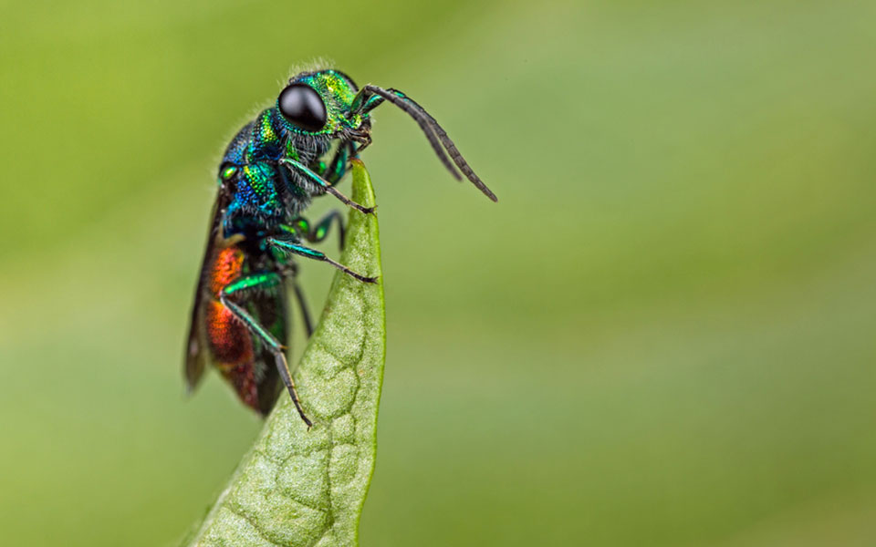 Cuckoo Wasp