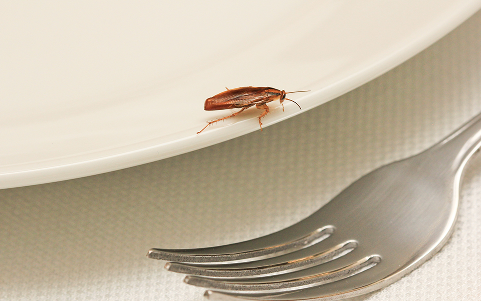 Pest Sightings: How They Affect Your Restaurant’s Reputation and Bottom ...