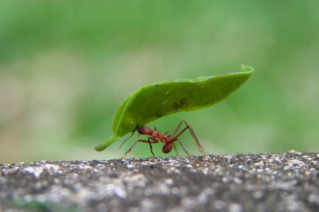 7 BrilliANT Facts about Ants - Orkin