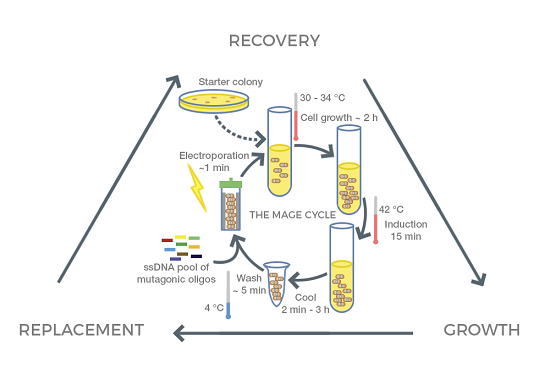 MAGE cycle - Labster