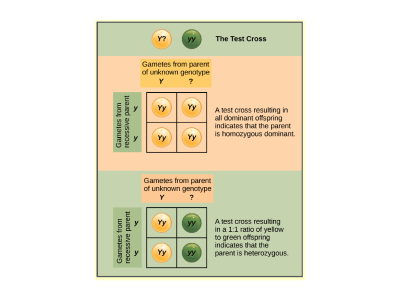 Test Cross Labster Theory