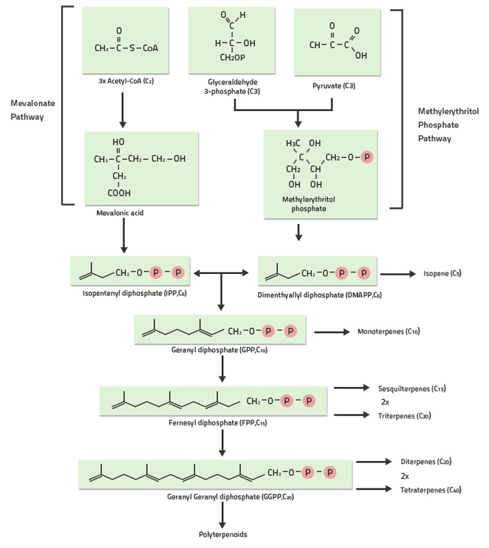 Terpenoid Biosynthesis - Labster