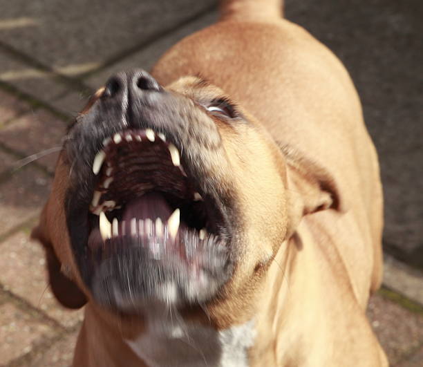 Beware the bulldog lawyer | James M. Judkins, Attorney-at-Law