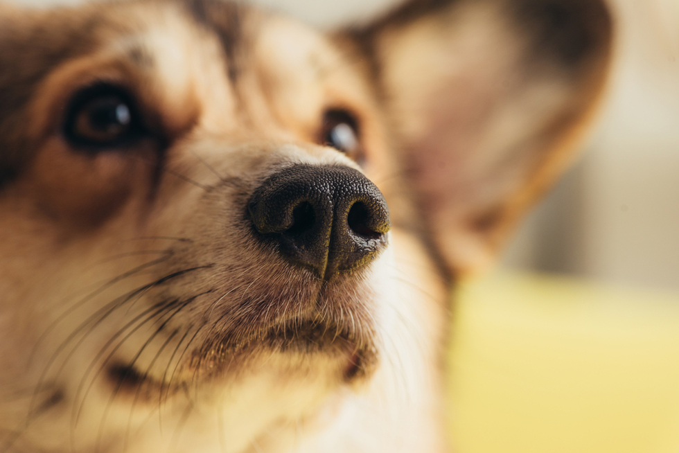 Work-Related Dog Bites: California Law