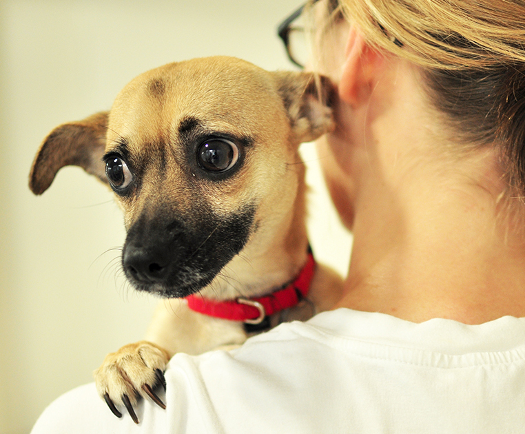 Safeguarding Pets Against Domestic Violence | LLF Law Firm