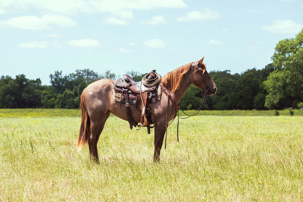 Injured in a Horseback Riding Accident in Alabama? Know Your Legal ...