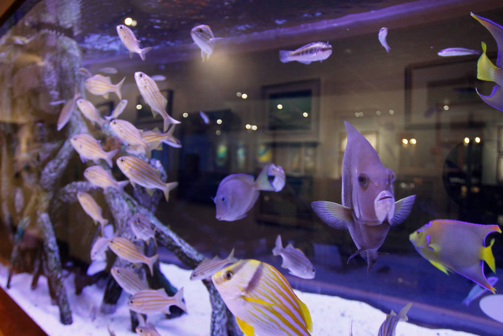 Best beach bars in Tampa Bay | TBT | Tampa Bay Times